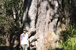 Plant Your Own Koa Tree On Legacy Forest Tour : Big Island Now