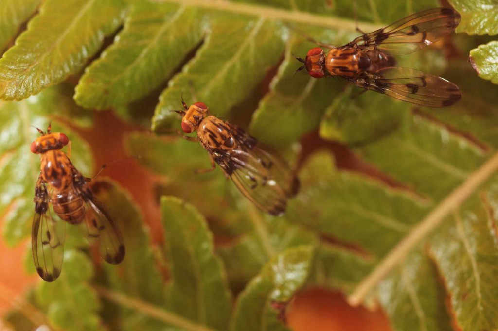 Study to Focus on Hawaii’s Unique Insects and Spiders : Big Island Now