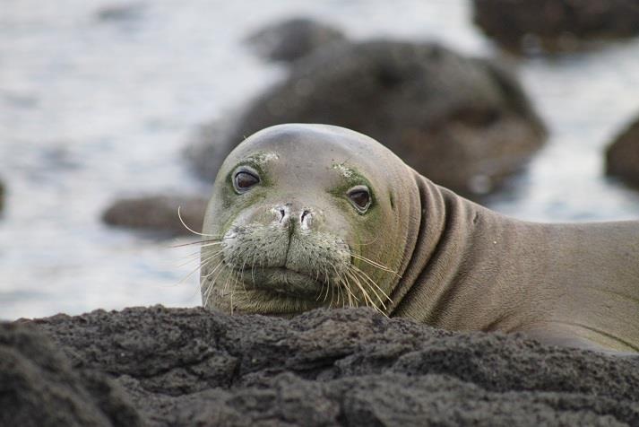 Free Monk Seal Response Training Workshop this Saturday : Big Island Now