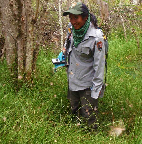 Koa Moth Outbreak Could Be Boon for Birds : Big Island Now