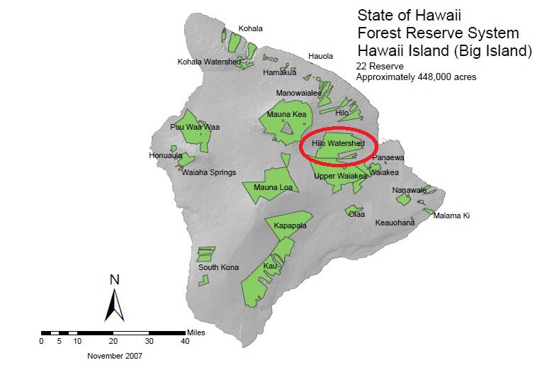 Hunters Needed to Control Feral Cattle in Hilo Watershed : Big Island Now