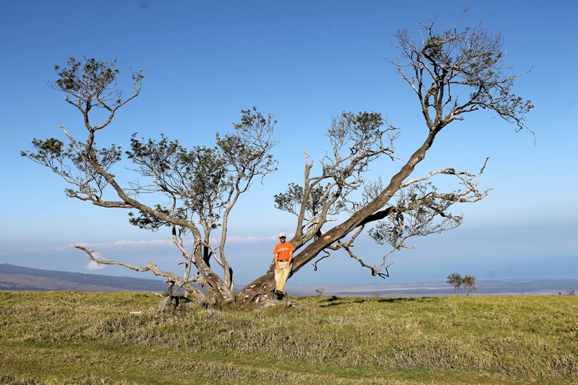 Deadline for 2014 Big Tree Candidates is Dec. 31 : Big Island Now