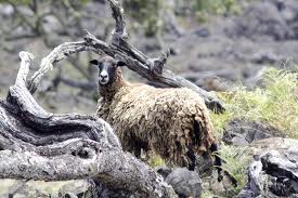 Aerial Shooting of Sheep on Mauna Kea Scheduled : Big Island Now