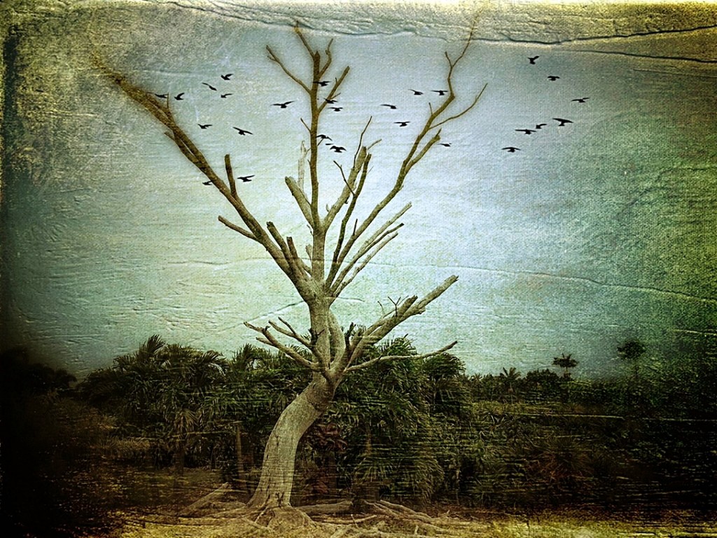 Workshop On Making Art With Your Smartphone : Big Island Now