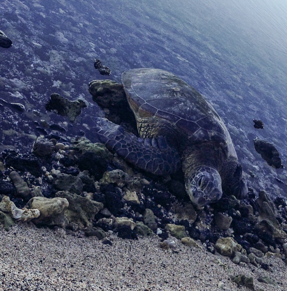 Meteor Shower Peaks Tonight, Trade Wind Weather : Big Island Now