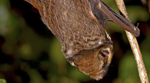 Hawaiian Hoary Bat to Become State Land Mammal : Big Island Now