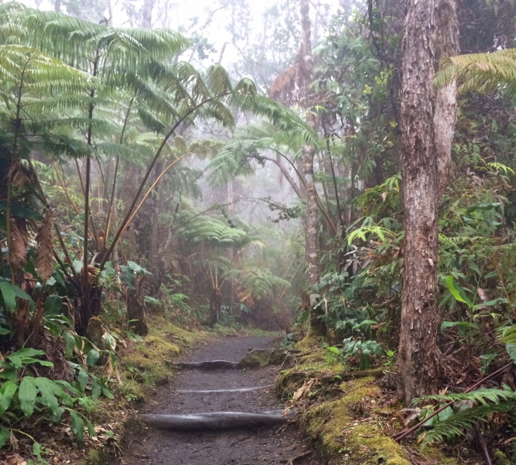 Volunteer for the BioBlitz at Hawaii Volcanoes National Park : Big ...
