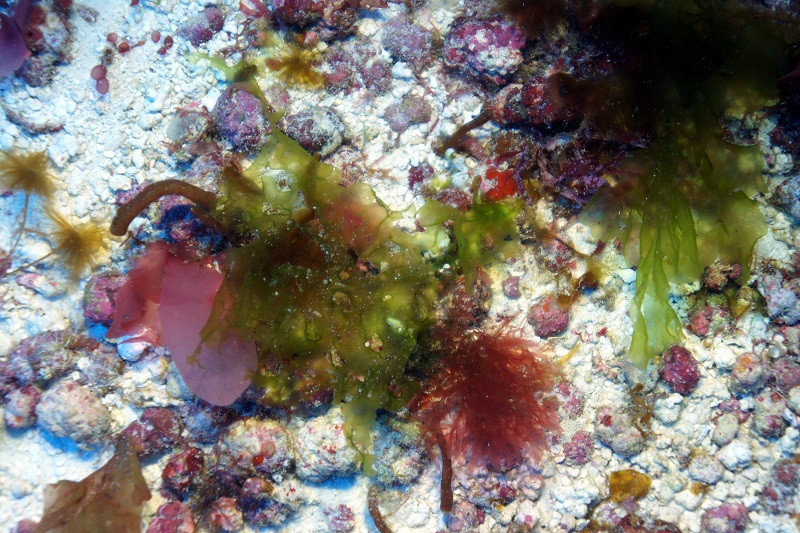 Four New Deep-Water Algae Discovered in Hawai’i : Big Island Now