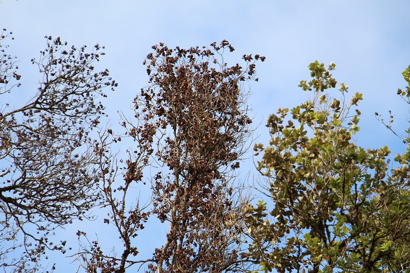 UH Scientists Work to Preserve Ohia Trees : Big Island Now