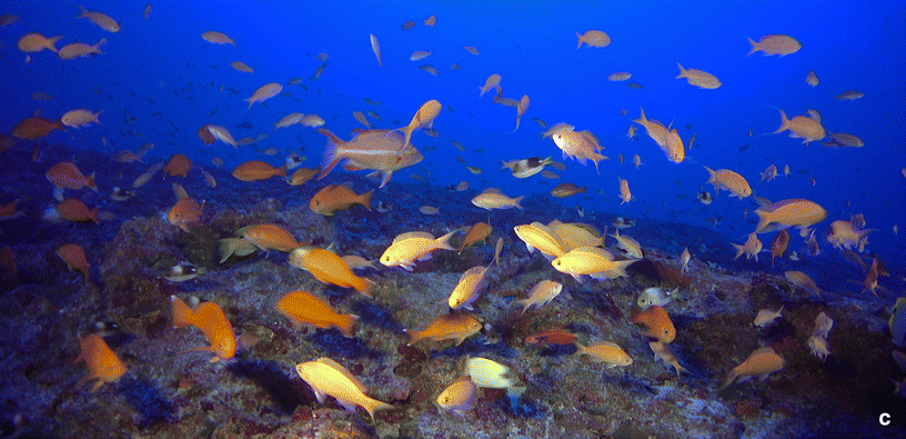 UH Sea Grant Program to Receive Over $1M : Big Island Now