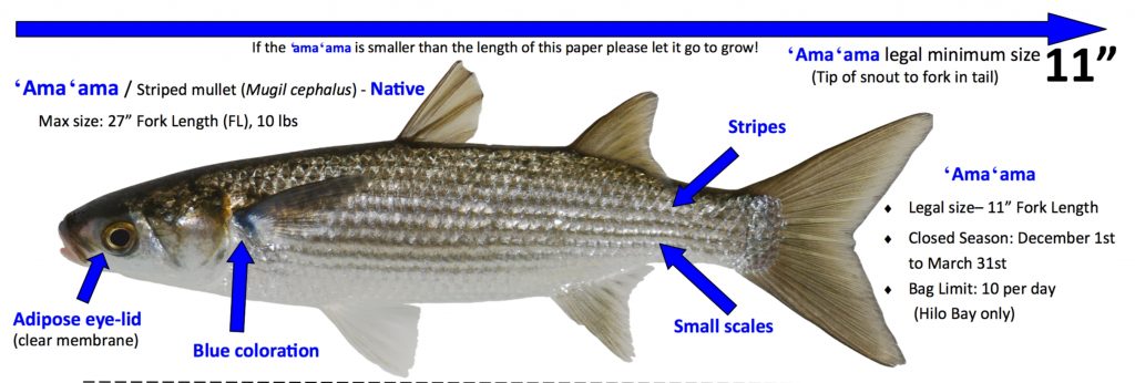 ‘Ama‘ama Fishing Season Ends Nov. 31 : Big Island Now