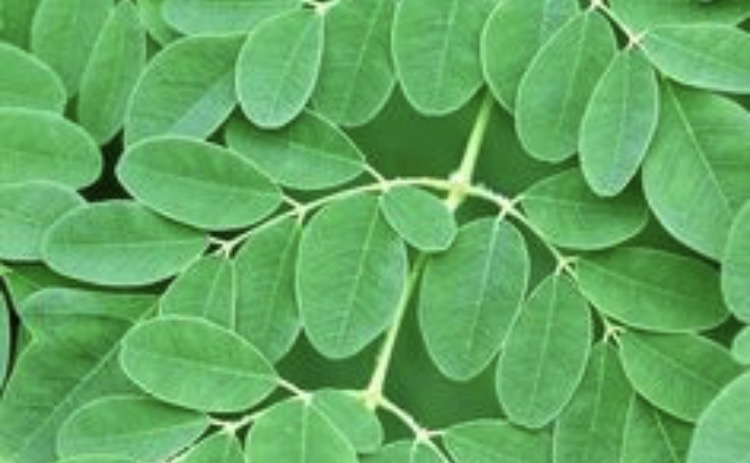 Marungay: The Miracle Tree : Big Island Now