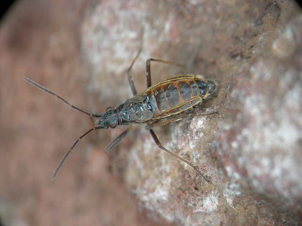 Researcher to Present Insects of Maunakea : Big Island Now
