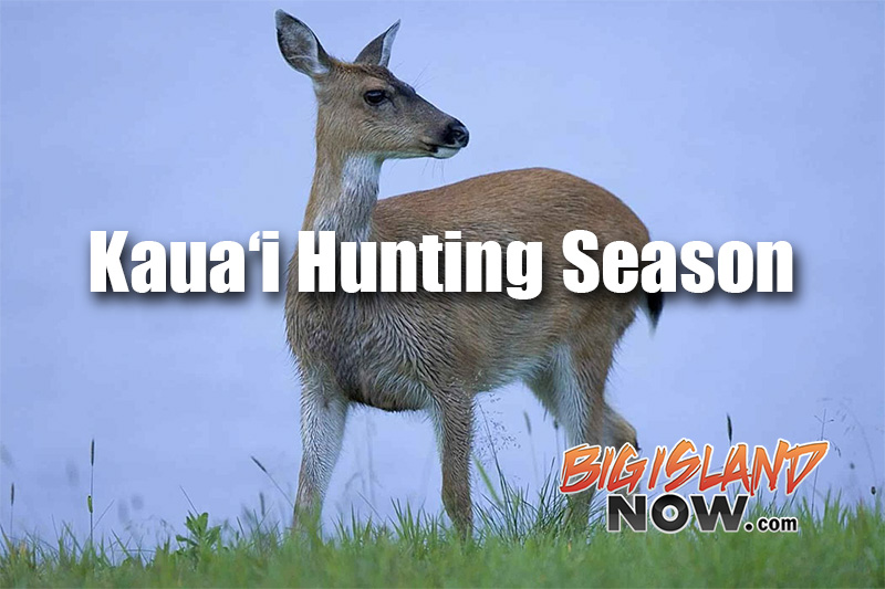 Black-Tailed Deer Season to Open on Kaua‘i : Big Island Now