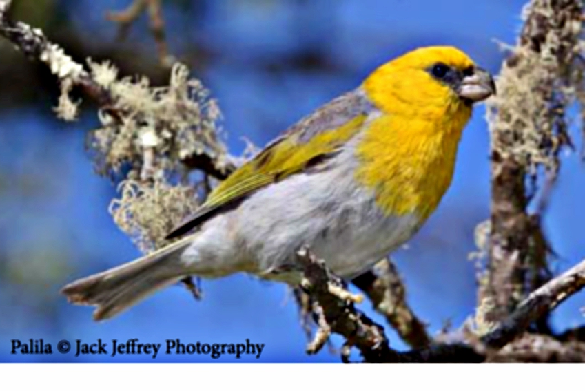 2nd Hawaii Island Festival of Birds Coming in September : Big Island Now