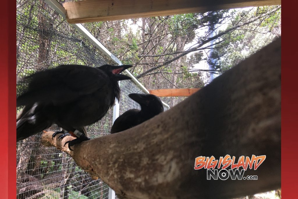 Endangered ‘Alalā Crows Released into Local Reserve : Big Island Now