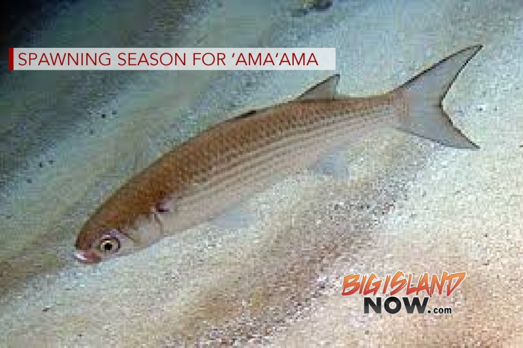 Spawning Season for ‘Ama‘ama : Big Island Now