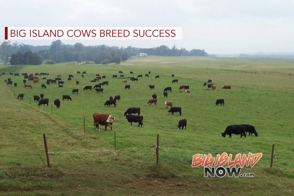 Big Island Cows Breed Success : Big Island Now