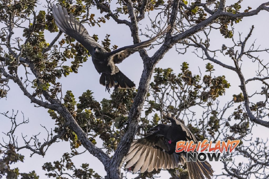Volcano Art Center to Host Special Event on ʻAlalā Bird : Big Island Now
