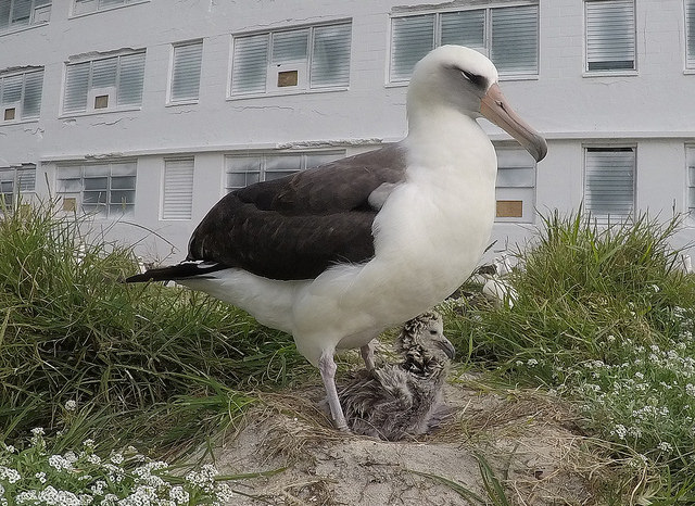 67-Year-Old Seabird Hatches Chick at Midway Atoll : Big Island Now
