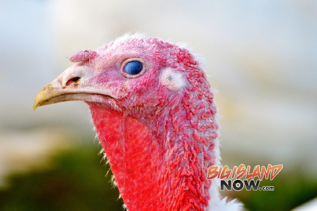 Bearded Turkey Season Begins on Big Island : Big Island Now