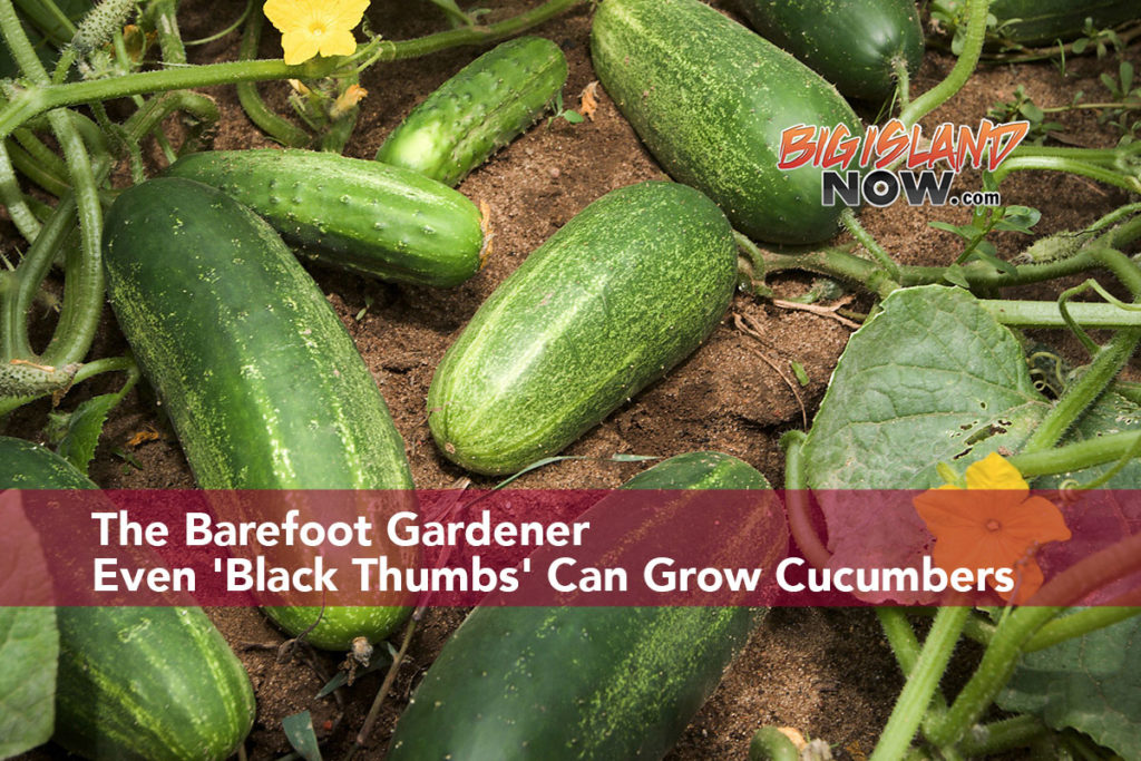 Even ‘Black Thumbs’ Can Grow Cucumbers : Big Island Now