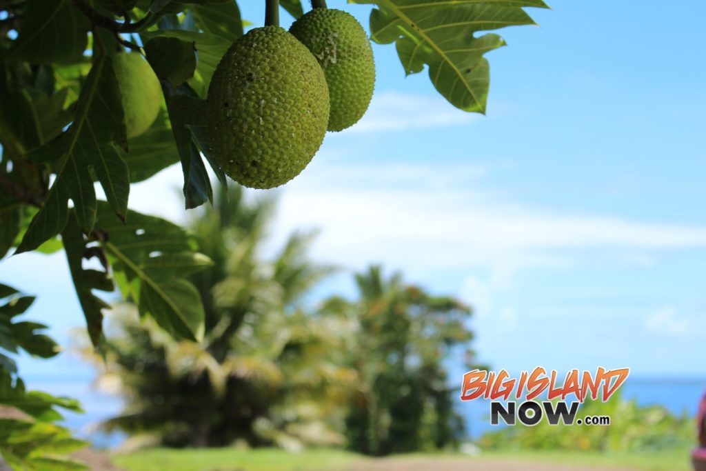 How Do You ‘Ulu? : Big Island Now
