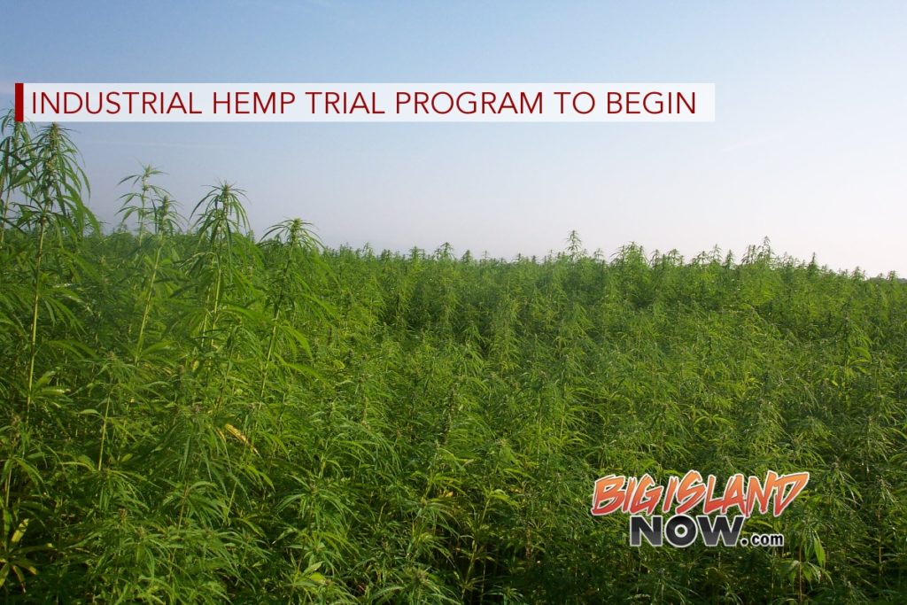 Industrial Hemp Trial Program to Begin : Big Island Now