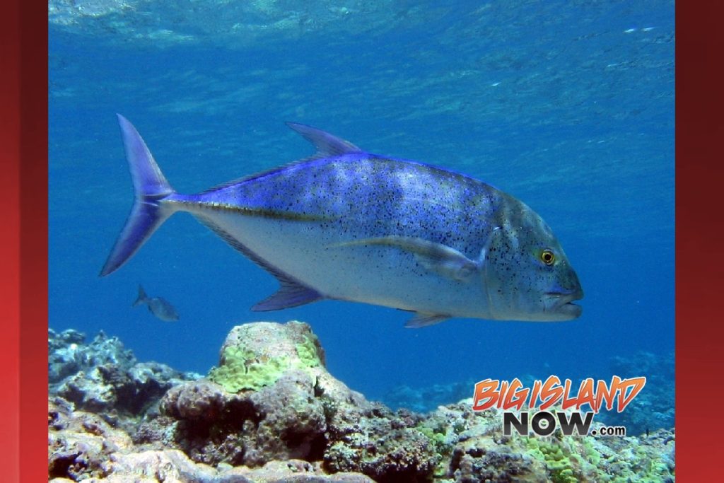 Ciguatera Fish Poisoning Cases Stem From Ulua Off NW Big Island Coast ...