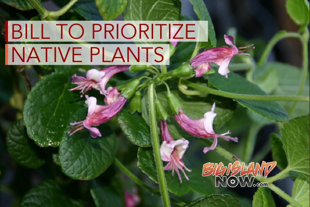 Sen. Hirono Introduces Bill to Prioritize Native Plants : Big Island Now