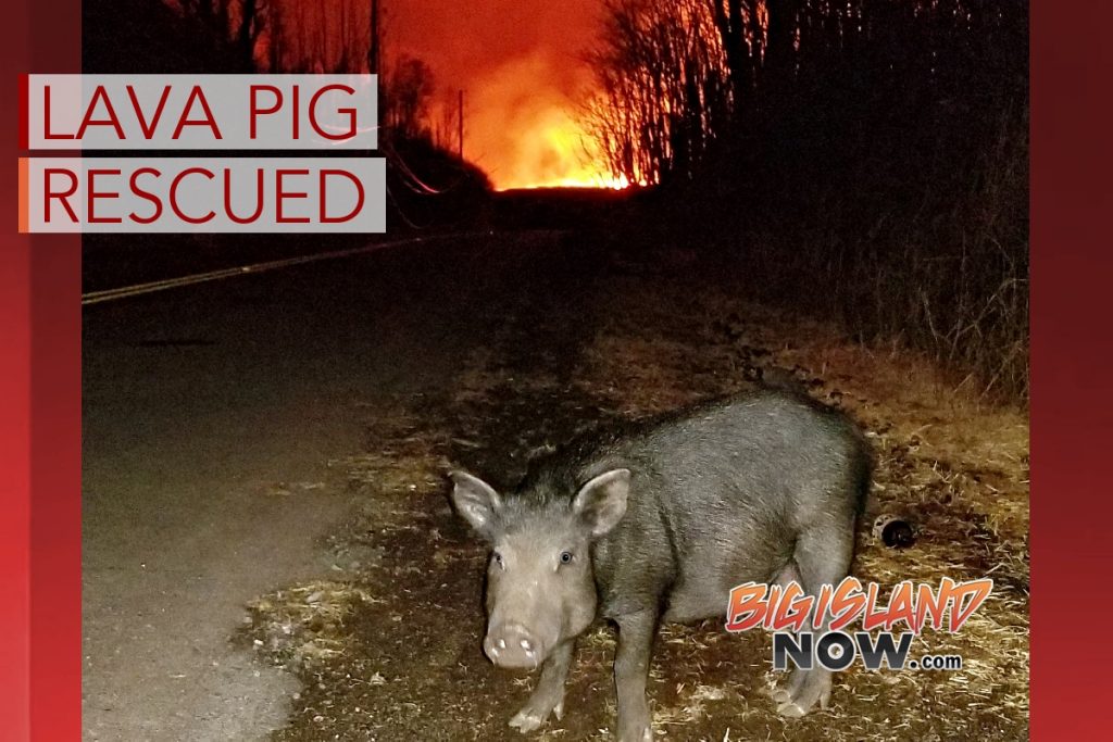 352 Animals Rescued in Hawai‘i Island Lava Zone : Big Island Now