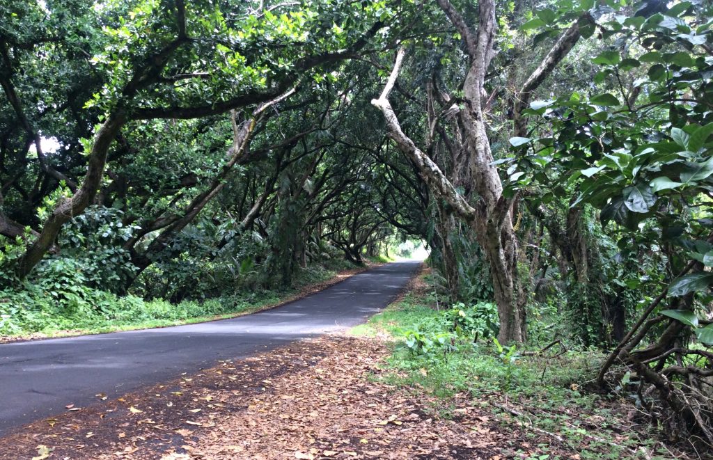 Photo of the Week: Puna Puka : Big Island Now