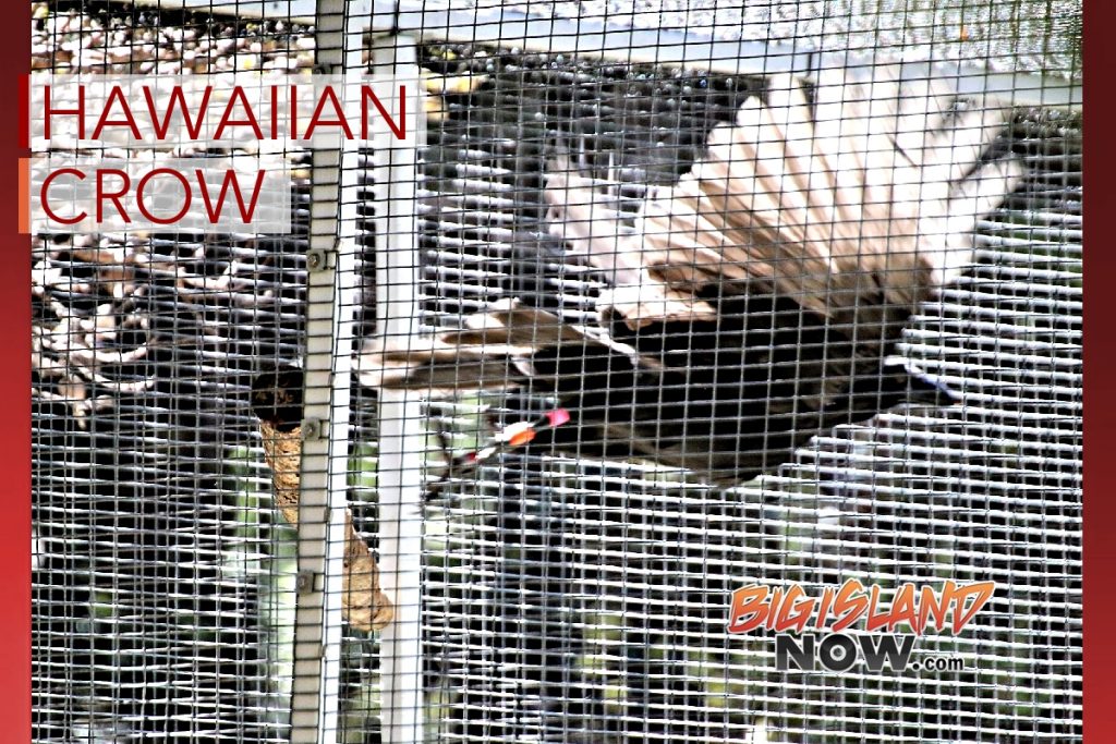 5 More ʻAlalā Take Flight in Hawai‘i Island Forest : Big Island Now