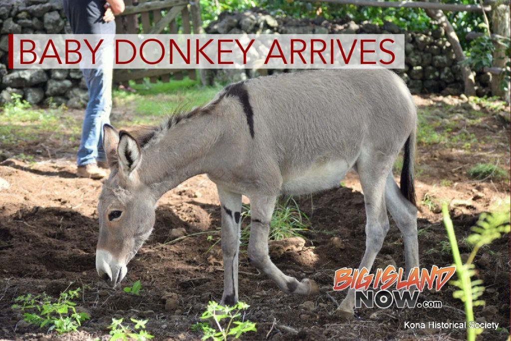 Baby Donkey Arrives at Kona Historical Society : Big Island Now