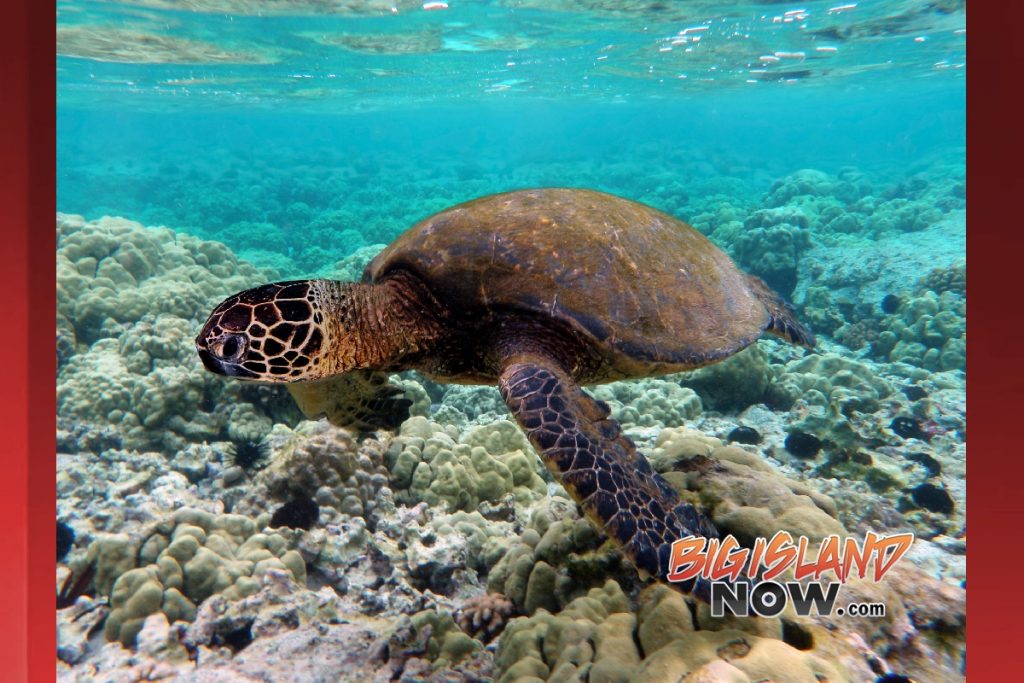 Turtles Worldwide Vulnerable Due to Climate Change, Habitat Loss : Big ...