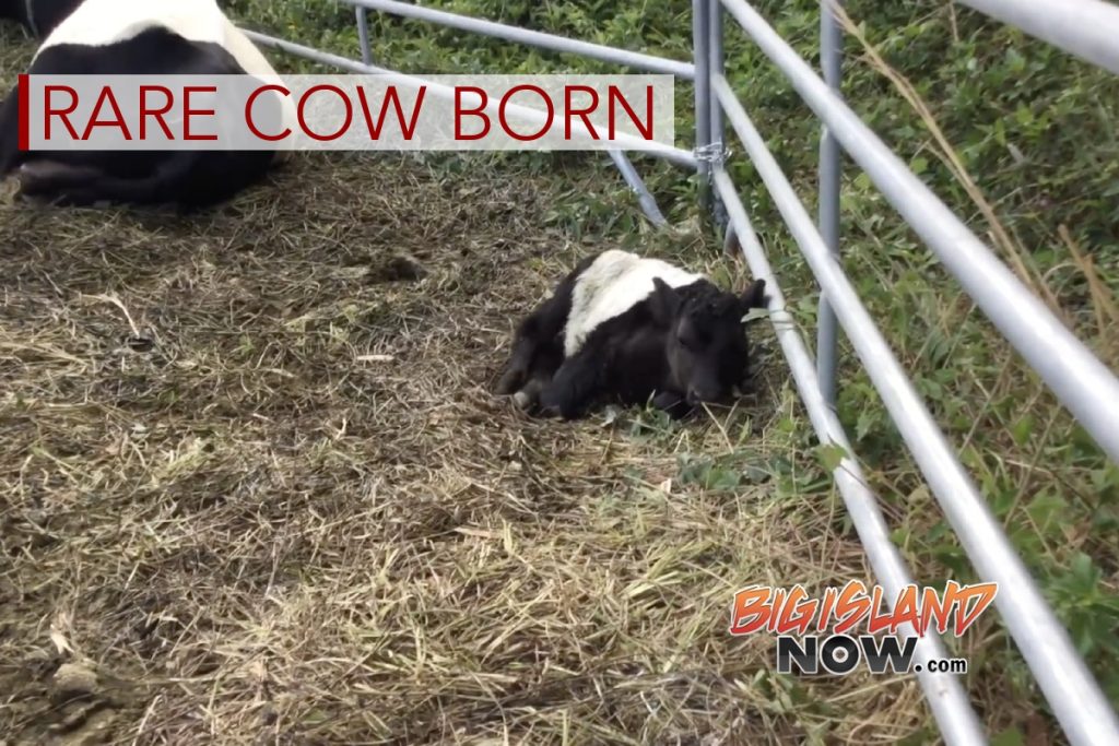 Rare Cow Born on Big Island : Big Island Now