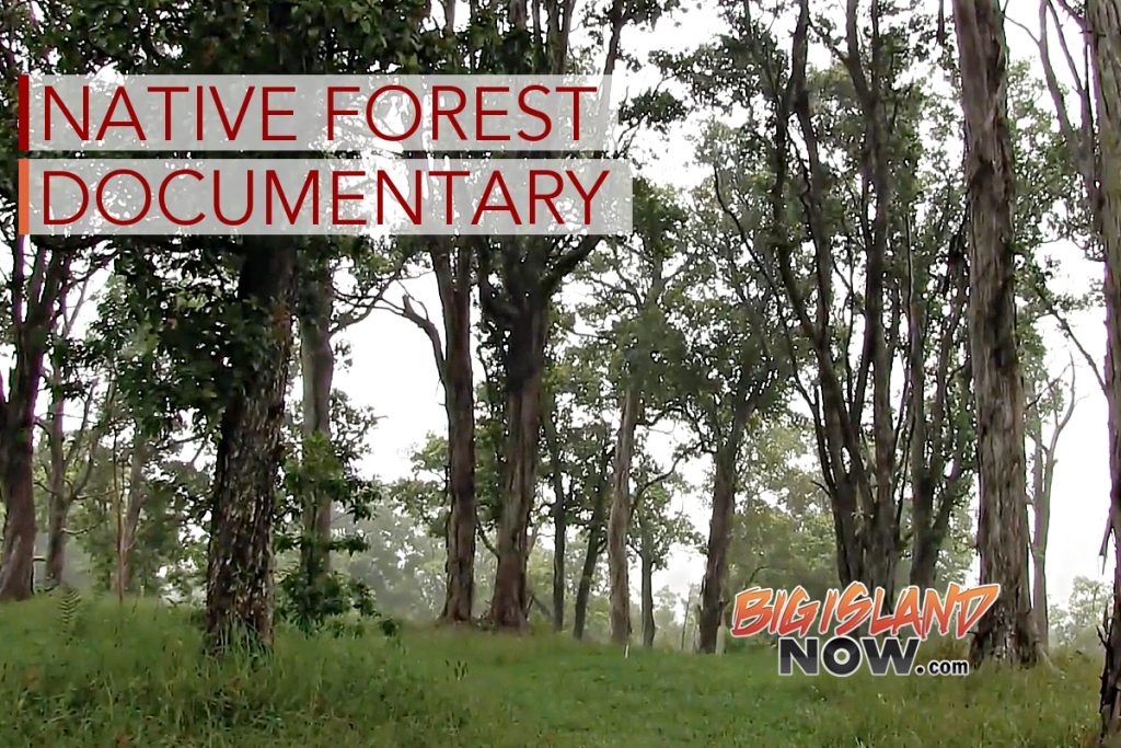 Documentary Chronicles Importance of Hawai‘i’s Native Forests : Big ...