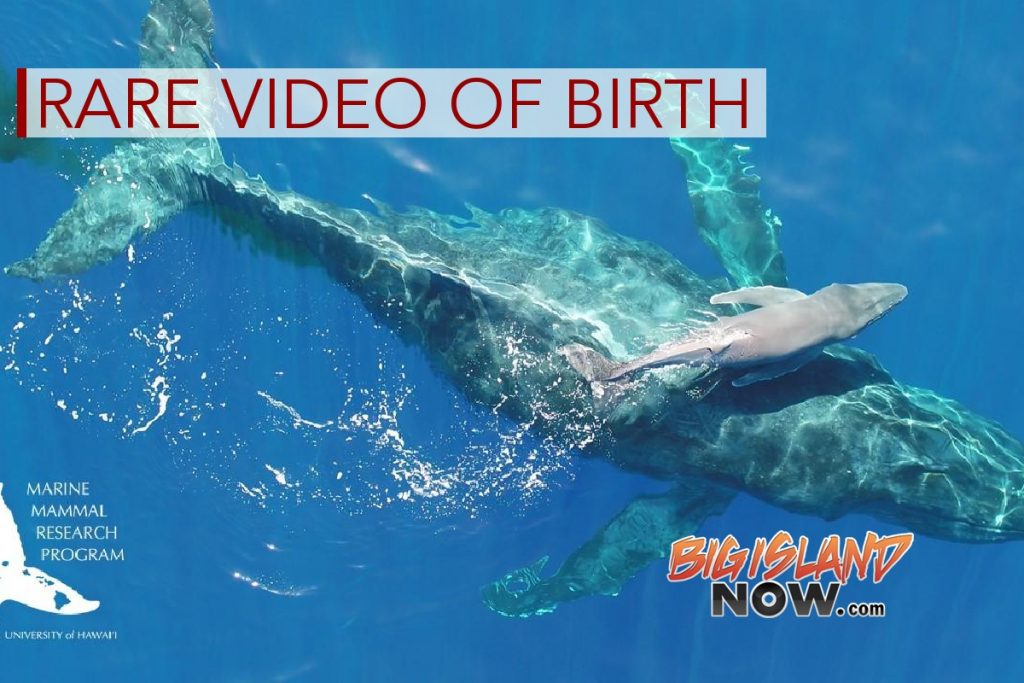 Researchers Capture Birth of Humpback Whale on Video : Big Island Now