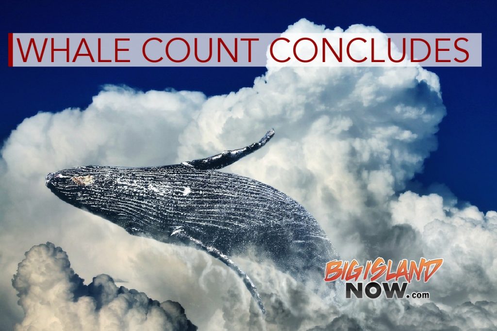 Whale Count for the 2021 Season : Big Island Now