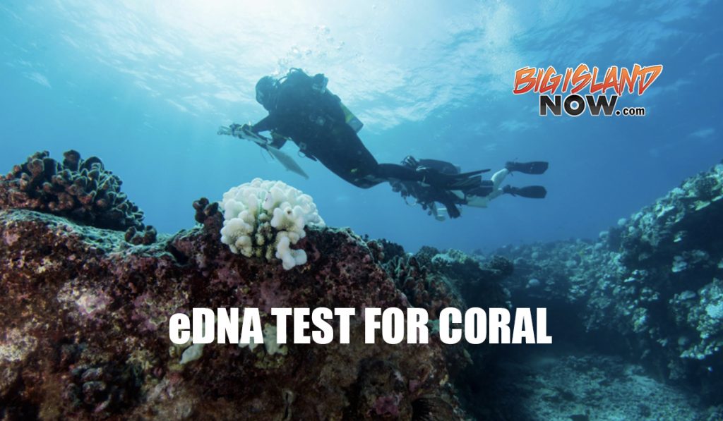 New eDNA Technology Used to Assess Coral Reefs : Big Island Now
