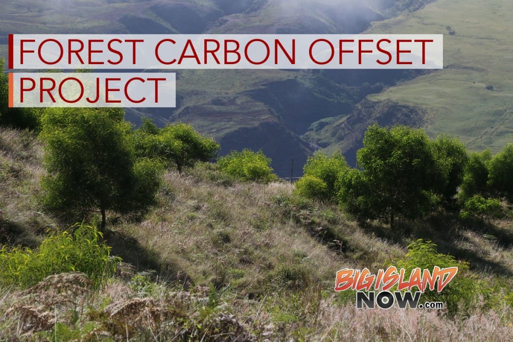 Hawai‘i’s First Forest Carbon Offset Project Underway : Big Island Now