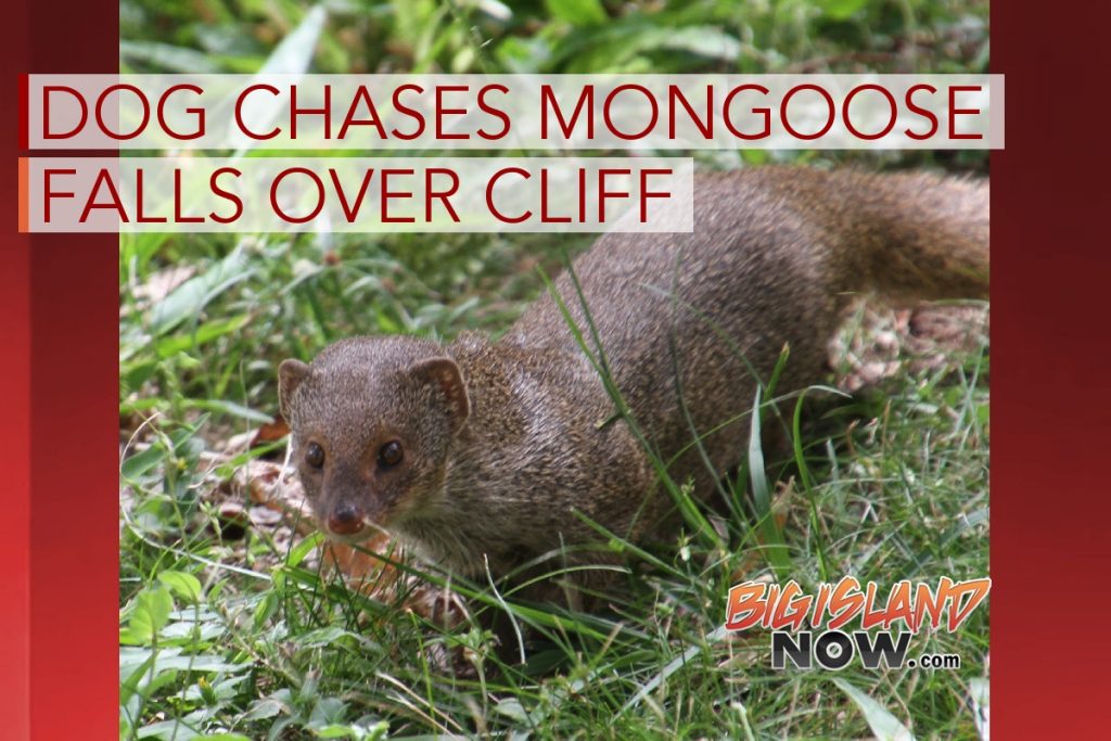 Dog Chasing Mongoose Falls From Honoli‘i Cliff : Big Island Now
