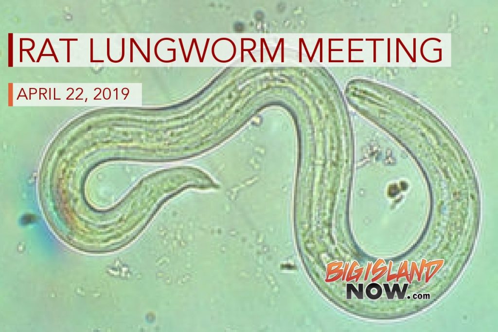 DOH Rat Lungworm Disease Meeting Set for April 22 : Big Island Now
