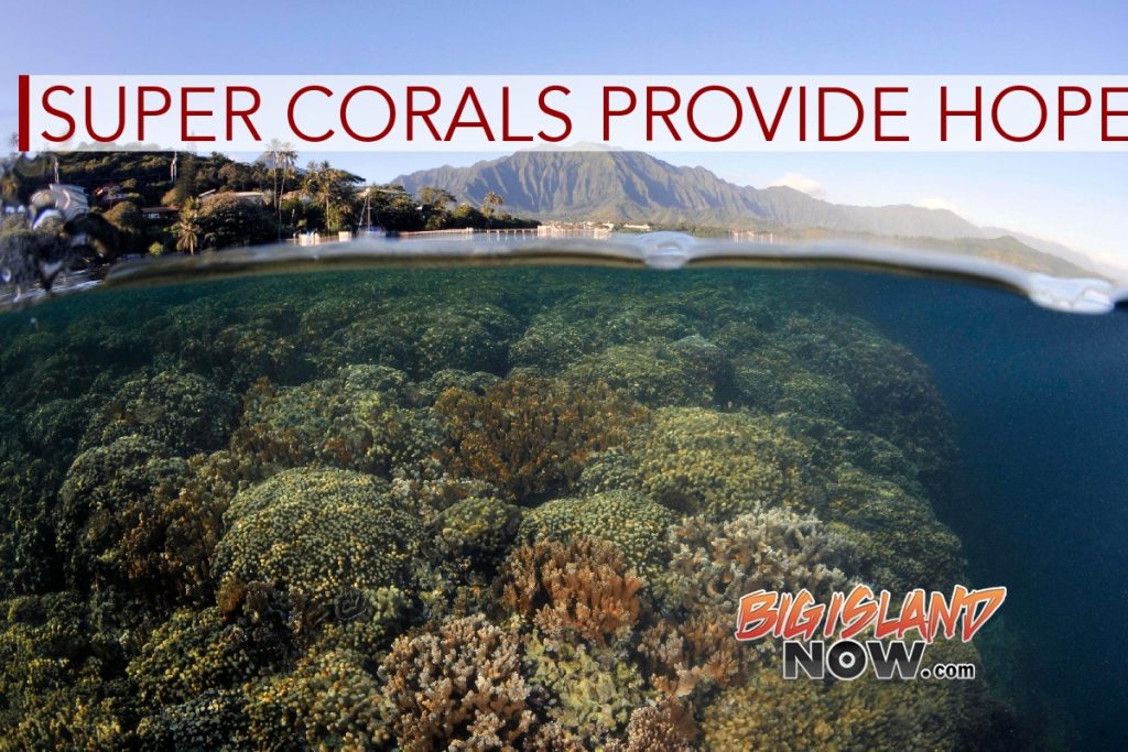 Super Corals in Kaneohe Bay Provide Hope for World’s Reefs : Big Island Now
