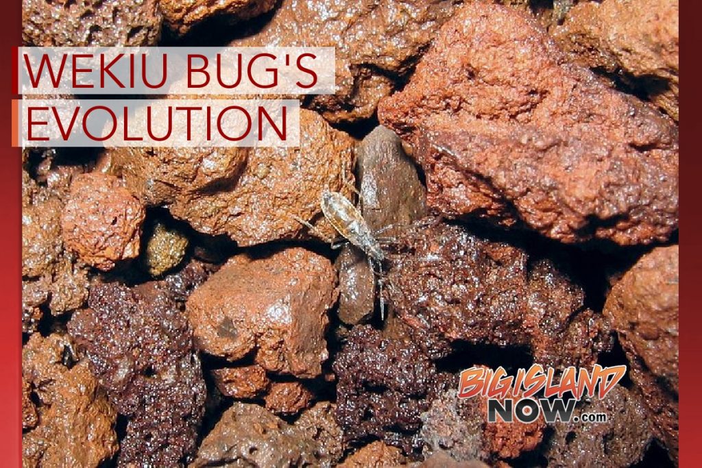 TALK: How Wēkiu Bug Has Evolved on Mauna Kea : Big Island Now