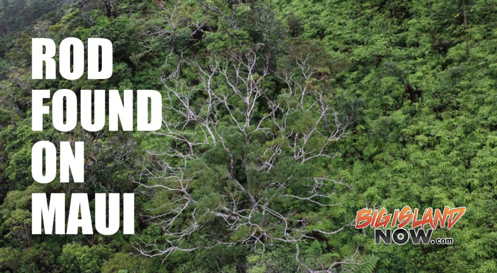 Rapid ʻŌhiʻa Death Detected on Maui : Big Island Now