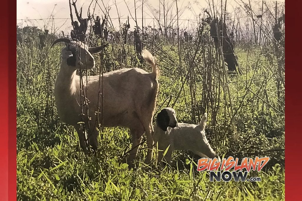 Puʻuhonua o Hōnaunau, DLNR to Remove Hundreds of Goats From National ...