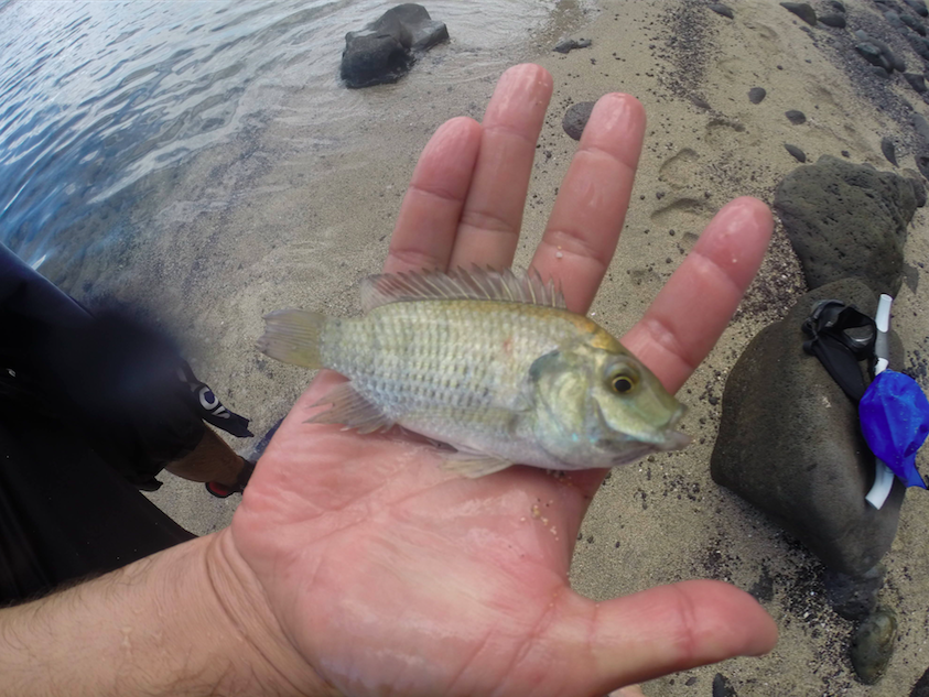Invasive Fish Swarm Kaua‘i North Shore : Big Island Now