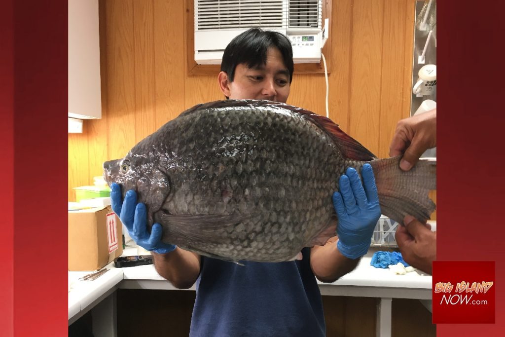 DLNR Presented with Monstrous Tilapia Fish : Big Island Now