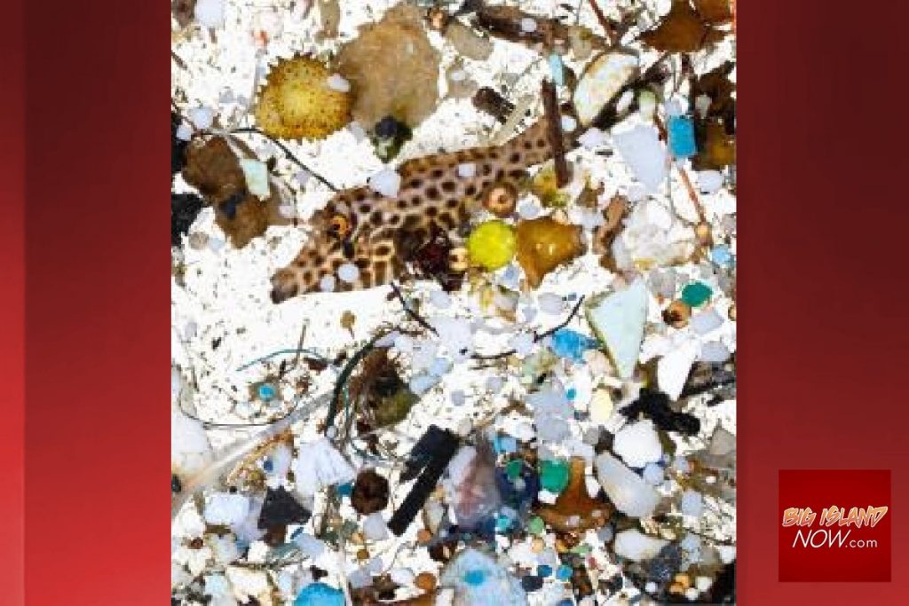 Larval Fish Ingesting Plastic via Surface Slicks : Big Island Now